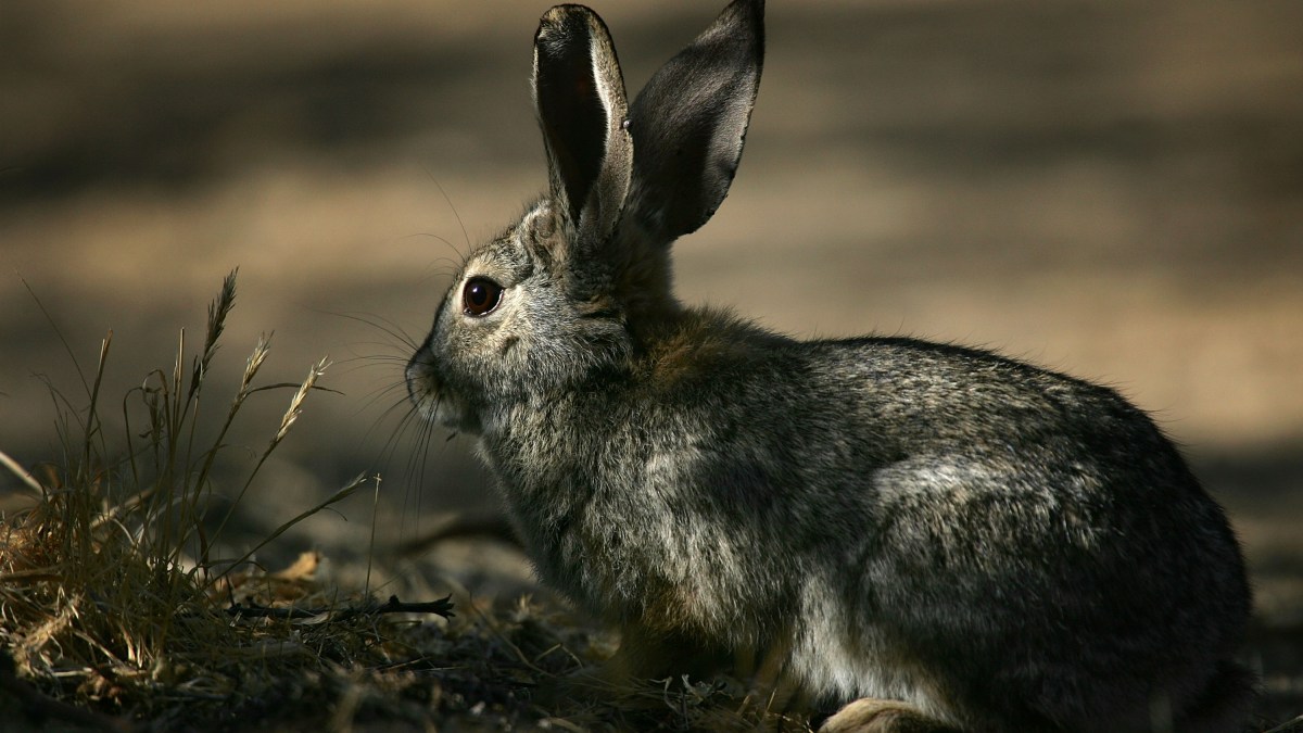 World’s Oldest Bunny Lives in Maryland – NBC 6 South Florida