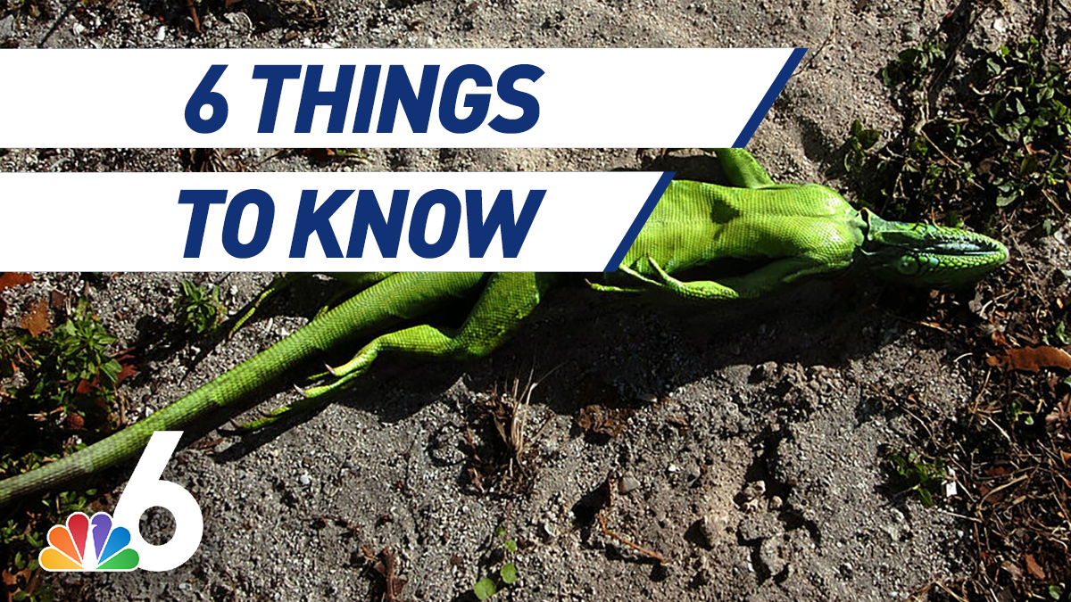 6 Things to Know – Residents Warned of Falling Iguanas, Viral Video ...