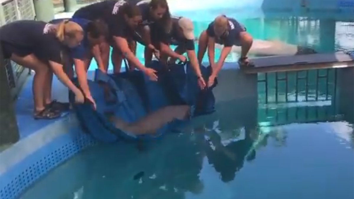 Baby Manatee Gets New Home at Miami Seaquarium – NBC 6 South Florida