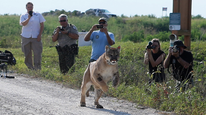 Rare Florida Panther Released Back Into the Wild in Palm Beach – NBC 6 ...