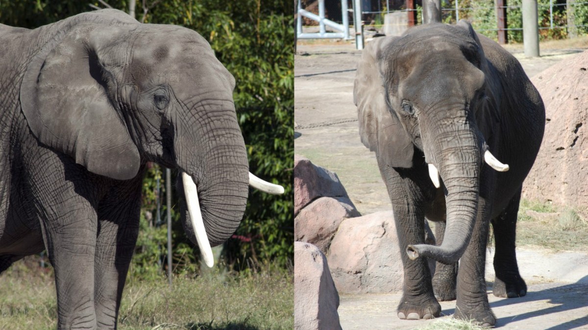 Virginia Zoo Elephants Arrive at Zoo Miami to Retire – NBC 6 South Florida