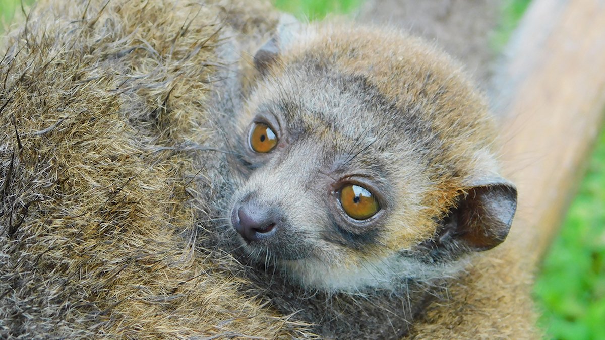 Endangered Mongoose Lemur Born at Zoo Miami – NBC 6 South Florida