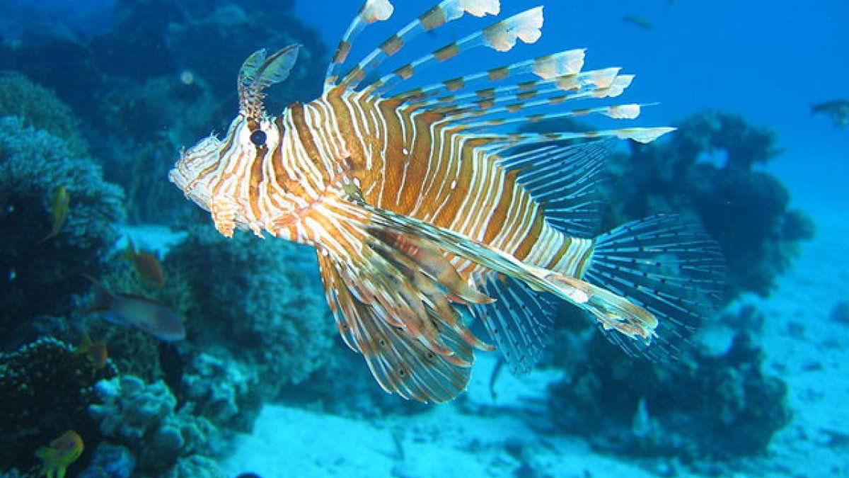 FWC set to launch annual Lionfish Challenge, introducing new categories ...