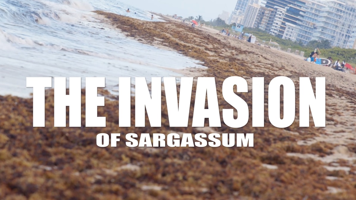 The Invasion of Sargassum Seaweed Covering Florida’s Beaches – NBC 6 ...