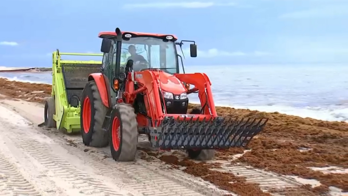 Removal Of Sargassum Seaweed On Miami-Dade Beaches Begins – NBC 6 South ...