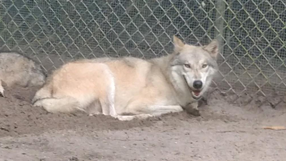 Wolf-Dog Hybrid Captured After Escape From Florida Sanctuary – NBC 6 ...