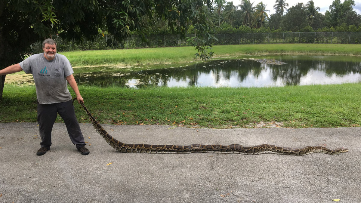 Florida Hunters Capture 2 17-Foot, 9-Inch Burmese Pythons – NBC 6 South ...