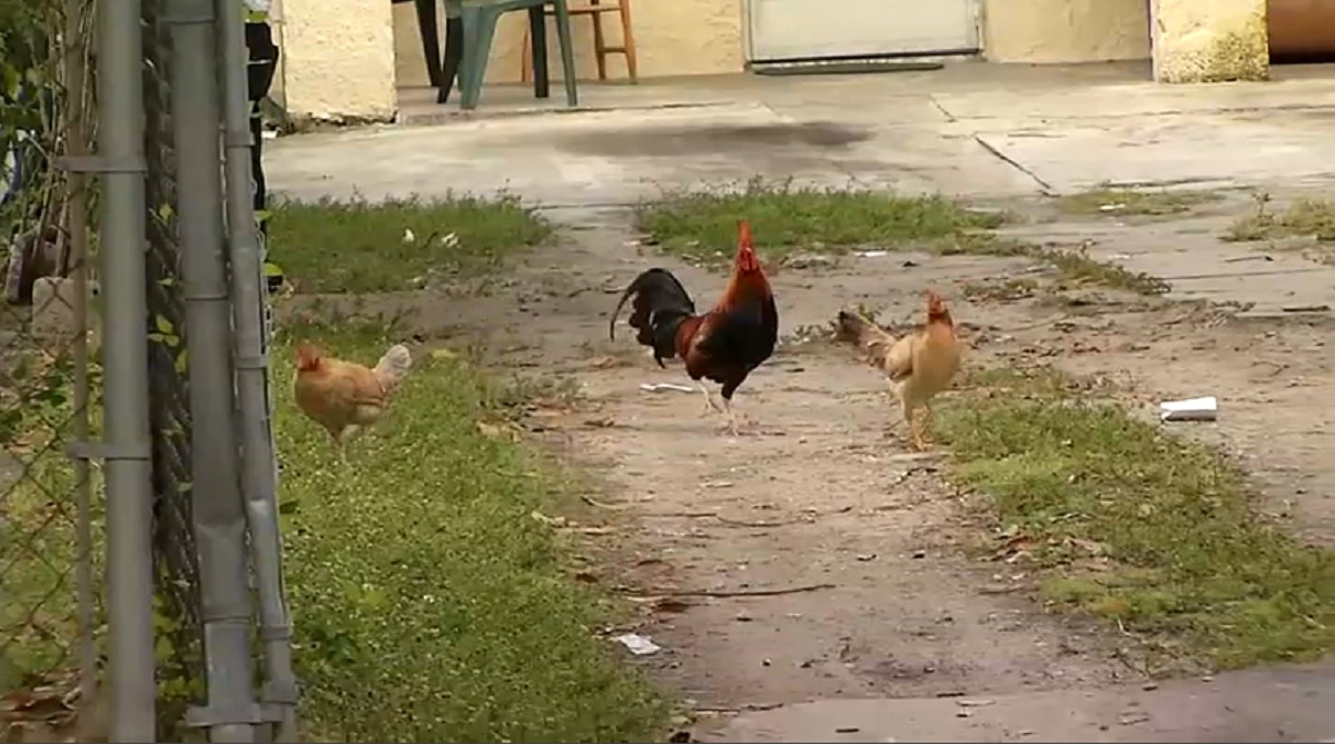 Hialeah Neighbors Frustrated the City Won’t Catch Loose Chickens – NBC ...