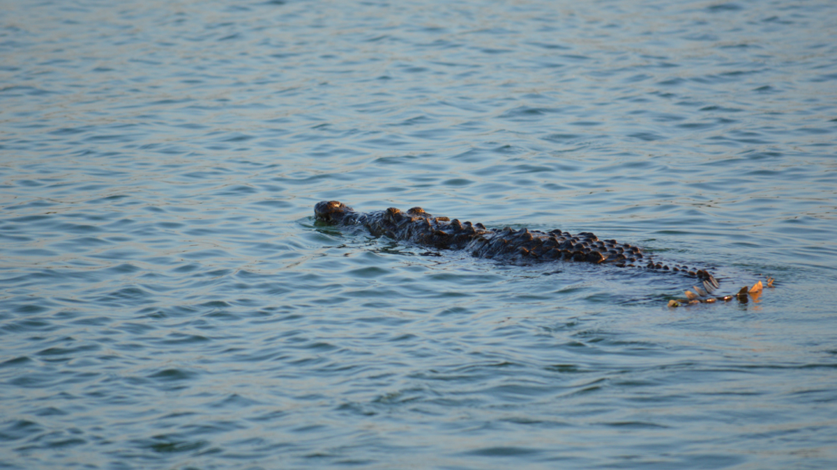 Crocodiles Thriving Outside Turkey Point Nuclear Plant – NBC 6 South ...