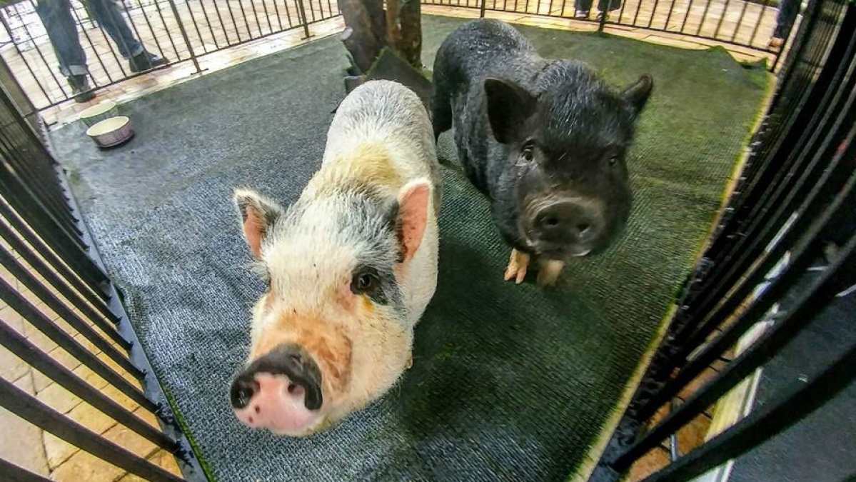 Hold the Pork: Miami-Dade Mayor Pardons Pigs Ahead of Noche Buena – NBC ...