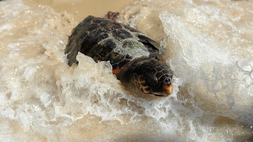 Prosthetic Flippers Modeled off U.S. Jet Help Turtle Swim Again – NBC 6 ...
