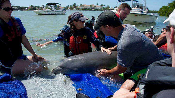 Dolphin Rescued from Entanglement – NBC 6 South Florida