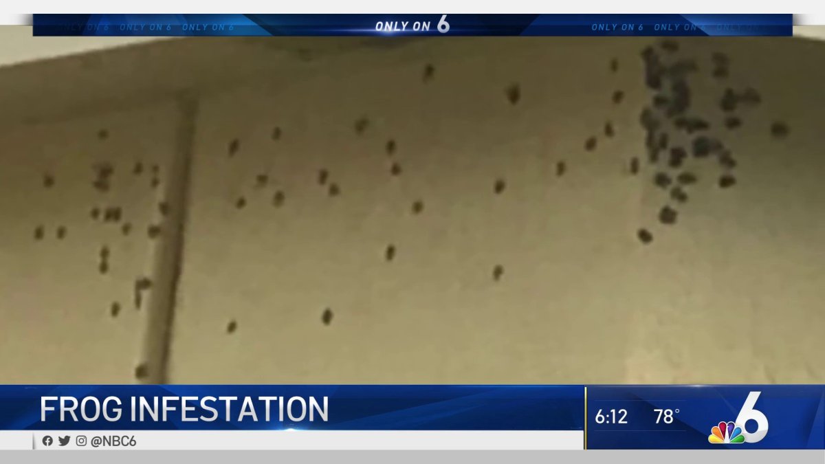 Frog Infestation in Homestead Neighborhood – NBC 6 South Florida