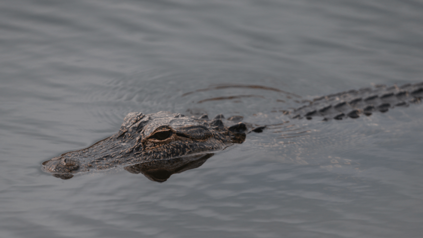 Alligator Mating Season is Underway – NBC 6 South Florida