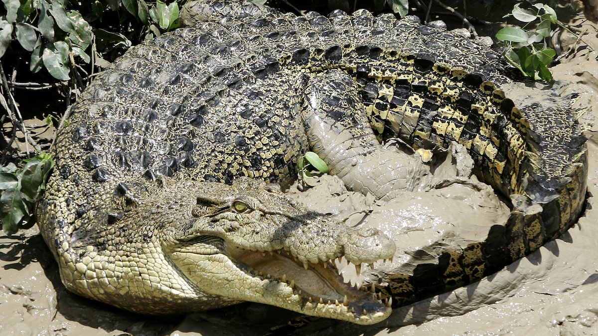 Brothers Arrested After Capturing Crocodile in Miami-Dade – NBC 6 South ...