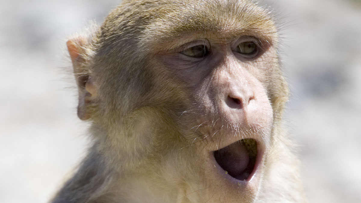 Mystery Monkey Might Mate in Tampa Area Zoo – NBC 6 South Florida