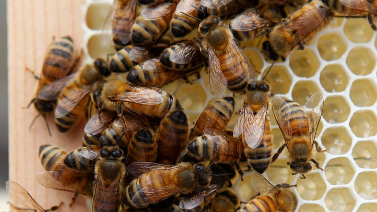 Bees Hit by Winds, Storm Surge, Rain During Hurricane Ian – NBC 6 South ...