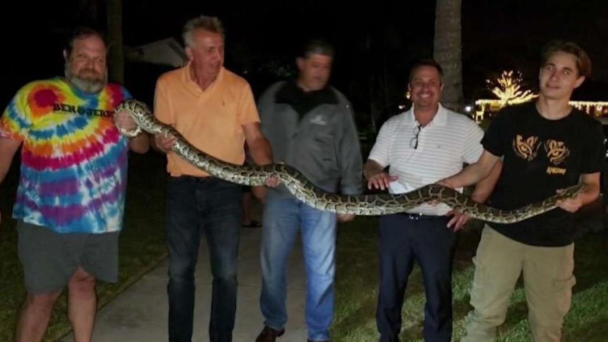 Burmese Python Found Outside Kendall Neighborhood – NBC 6 South Florida