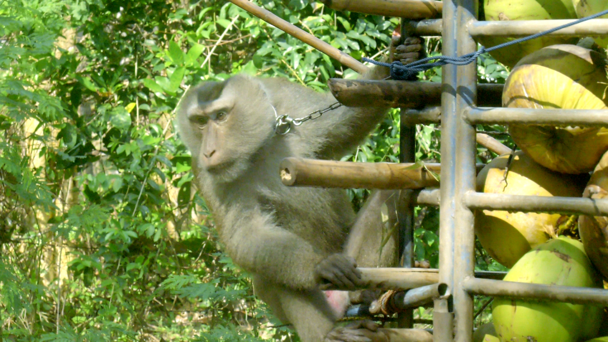 Thailand Denies Allegations of Abuse Against Monkeys in Coconut ...