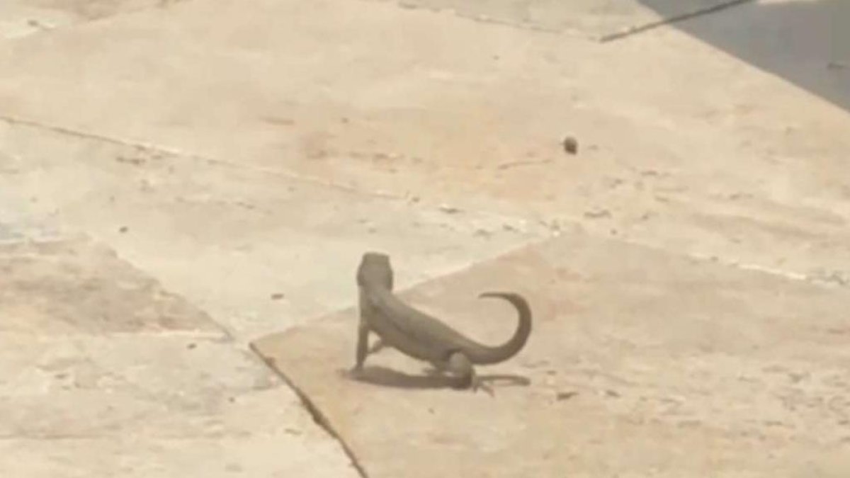 Dealing With Lizard Invasion in South Florida – NBC 6 South Florida