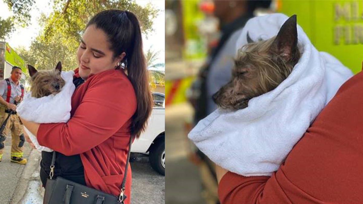 Family’s 13-Year-Old Yorkie Saved From Fire At Home – NBC 6 South Florida