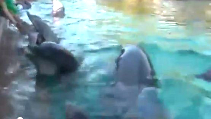 SeaWorld Dolphin Caught on Camera Biting Girl in Orlando: Report – NBC ...