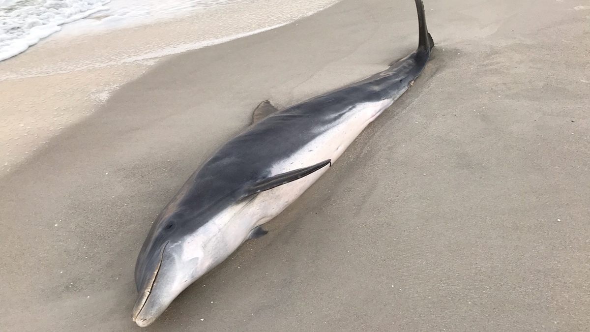 Suspects Sought After Dolphins Found Stabbed and Shot in Florida: NOAA ...