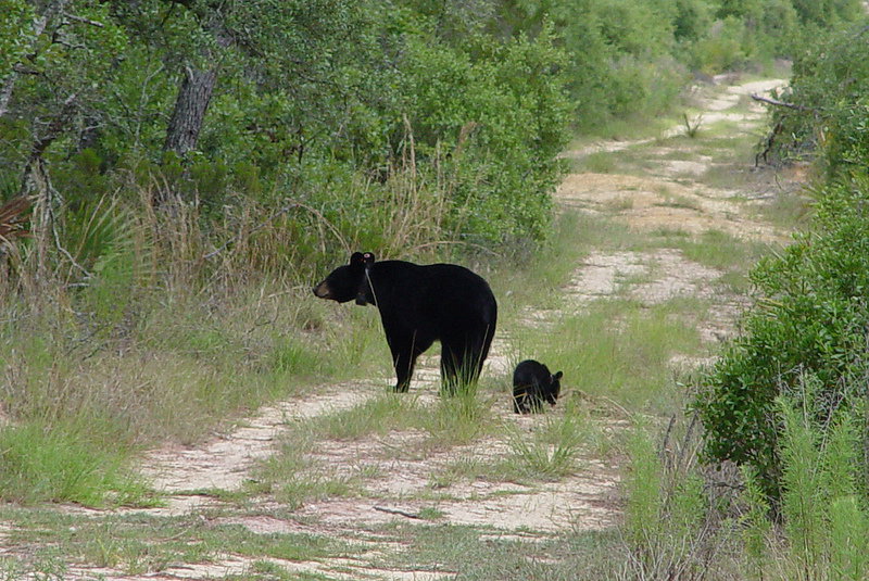 Study Confirms Florida Black Bear Population Rising – NBC 6 South Florida