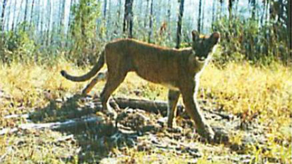 Florida Panther struck and killed by vehicle on I-75 – NBC 6 South Florida