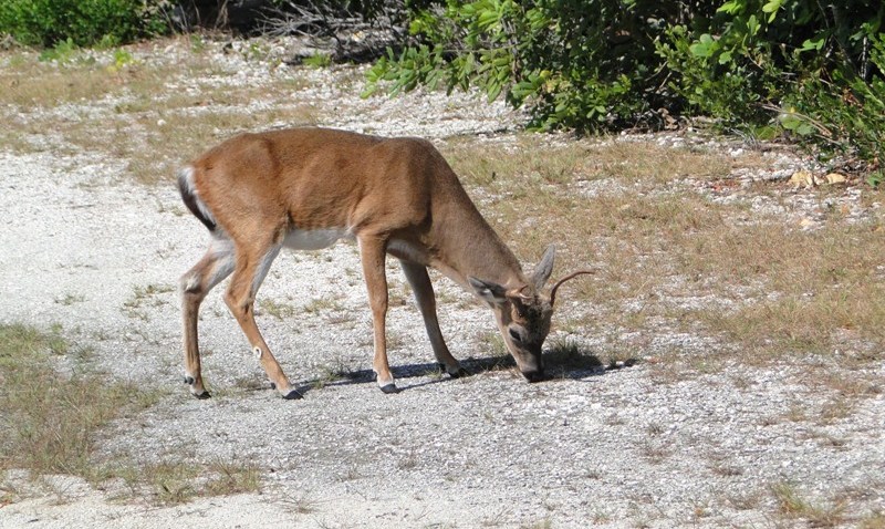 Female Key Deer Fitted With Radio Collars in Screwworm Fight – NBC 6 ...