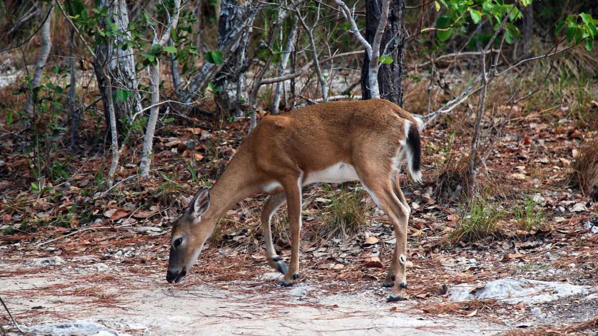 Government Suggests Taking Key Deer Off Endangered List – NBC 6 South ...
