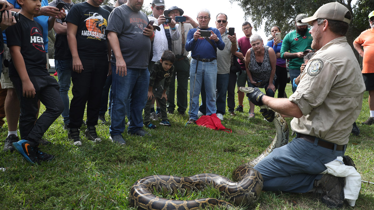 Miami Super Bowl Organizers Bring Death to Burmese Pythons – NBC 6 ...