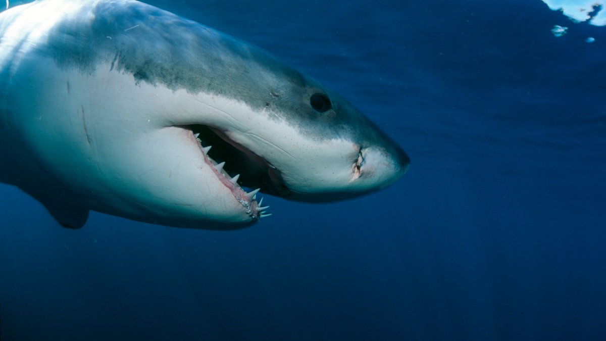 11-Foot Great White Shark Pings Off the Coast of Florida – NBC 6 South ...