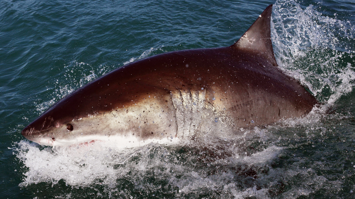 Shark Genome Decoded by NSU Researchers May Help Cure Cancer – NBC 6 ...