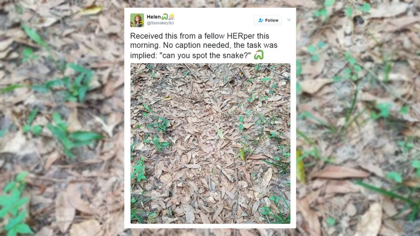 Can You Spot the Hidden Copperhead Snake in This Viral Photo? – NBC 6 ...