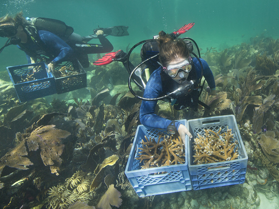 Officials Want $100M for Reef Restoration in Florida Keys – NBC 6 South ...