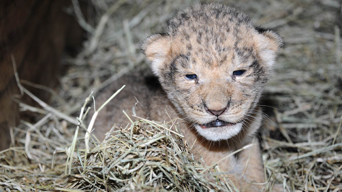 Lion Cub Dies, Elephant Sick at Zoo Miami – NBC 6 South Florida