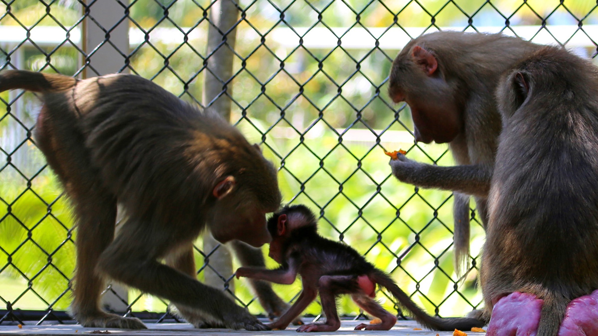 Baby Baboon Born at Jungle Island – NBC 6 South Florida