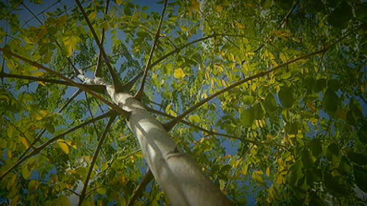 The Moringa ‘Really Is a Miracle Tree,’ South Florida Herbologist Says ...