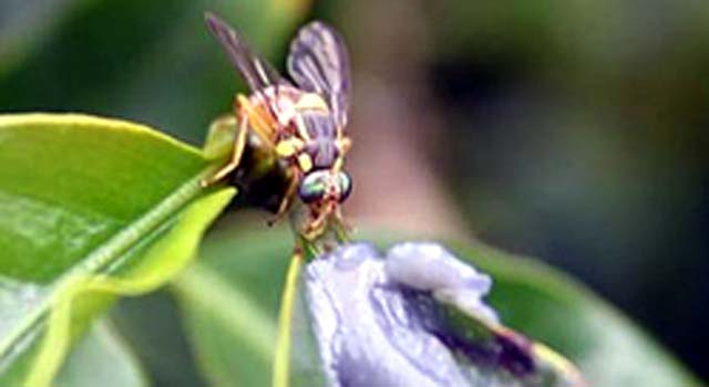 Florida Eradicates Oriental Fruit Fly from Miami-Dade – NBC 6 South Florida