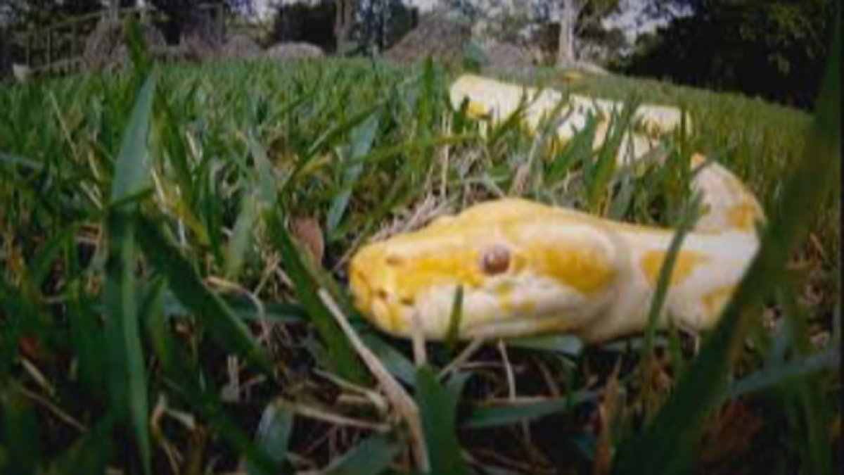What happens to snake carcasses when FL Python Challenge is over? – NBC 6 South Florida