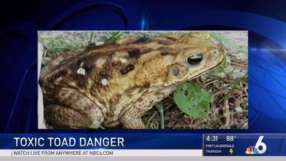 Toxic Toads a Deadly Danger to Pets – NBC 6 South Florida