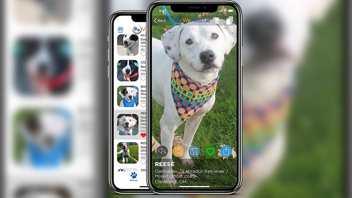 ‘WeRescue’ App Allows For Pet Adoption on Your Phone – NBC 6 South Florida