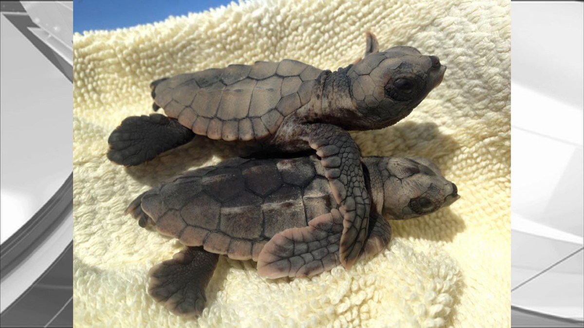 The Turtle Hospital Releases 50 Baby Sea Turtles – NBC 6 South Florida