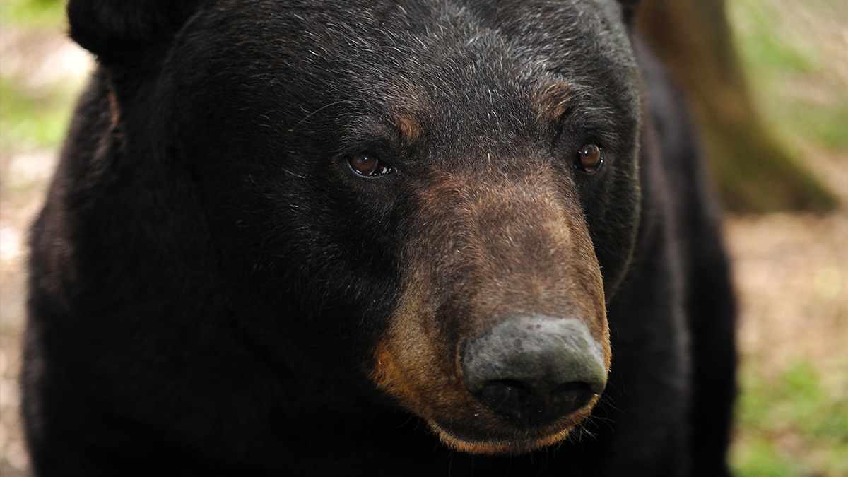 Florida Governor Stiffens Penalties Against Bear Poaching – NBC 6 South ...