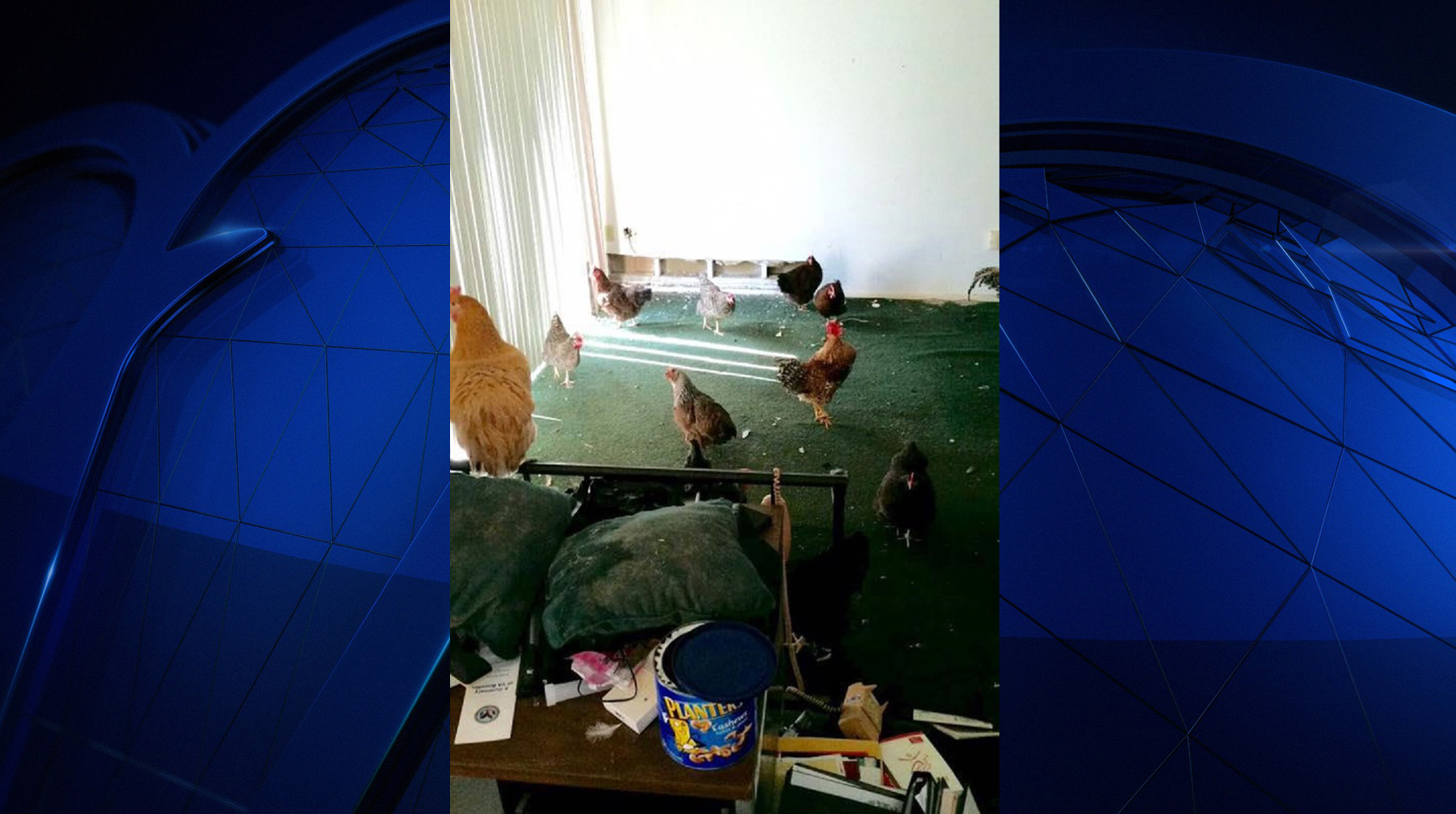 100 Chickens Found Living in Florida Woman’s House – NBC 6 South Florida