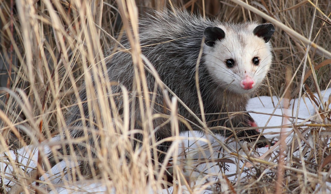 Possum Festival Losing Appeal for Political Candidates – NBC 6 South ...