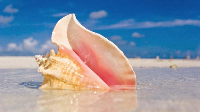 Conchs Mostly Gone From Florida — Can The Bahamas Save Them? – NBC 6 ...