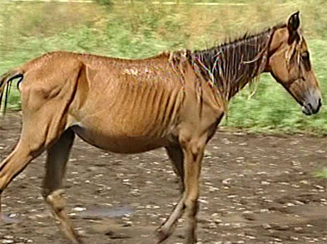 Horse Horror: 11 Emaciated Equines Rescued From Ranch – NBC 6 South Florida