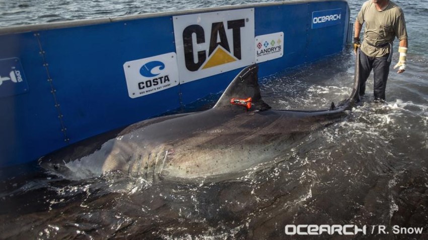 Great White Shark by Biscayne National Park – NBC 6 South Florida